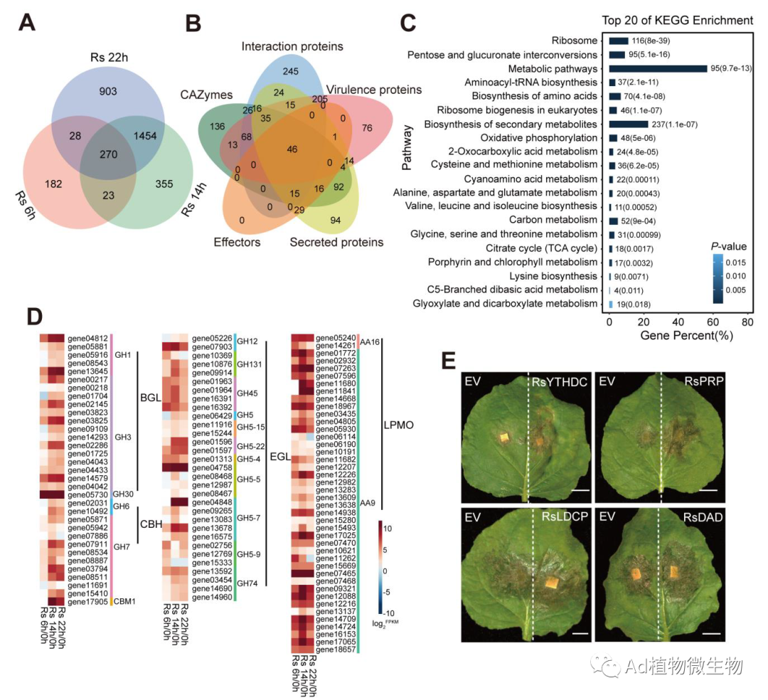 Plant Cell | 中国农科院研究揭示立枯丝核菌毒力和苦荞抗性的分子机制！ - 知乎