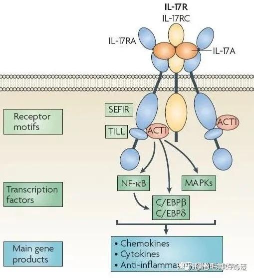 IL-17家族 - 知乎