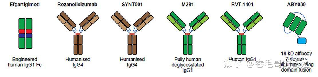 靶向新生儿Fc受体：FcRn - 知乎