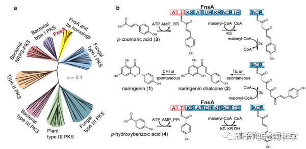 Nature Comm | 中科院微生物所尹文兵研究组从真菌中发现了柚皮素合成的新途径 - 知乎