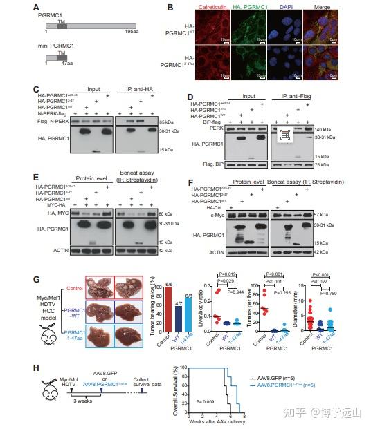 浙江大学RFect siRNA转染试剂成功转染人肝癌细胞系（Huh7、Huh1） - 知乎