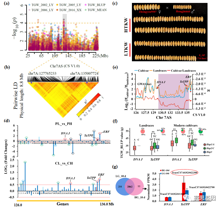 【Plant Biotech J】TaTPP-7A通过T6P-SnRK1信号通路和糖-ABA相互作用正调控小麦灌浆和产量 - 知乎