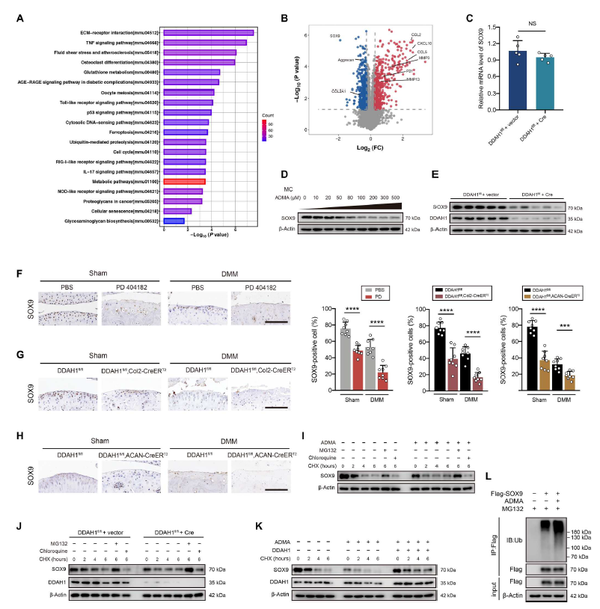 又一个生物标志物ADMA被发现！可为OA治疗提供新方向! - 知乎