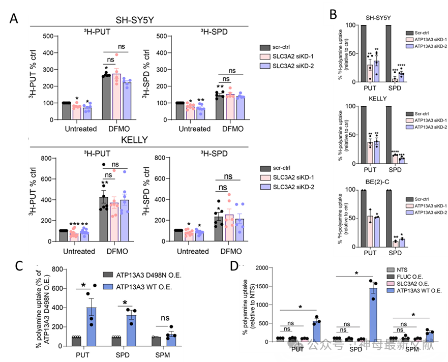 DFMO竟然会诱导神经母细胞瘤细胞增加多胺摄取│ATP13A3介导神经母细胞瘤DFMO诱导的多胺转运机制：神经母细胞瘤治疗新靶点 - 知乎