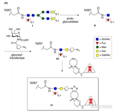 21.5亿美元！Synaffix两天达成两项ADC合作，获“最佳ADC平台技术”奖 - 知乎