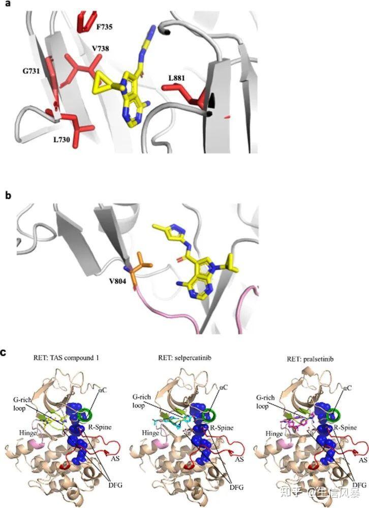 Vepafestinib是一种药理学上先进的RET选择性抑制剂 - 知乎