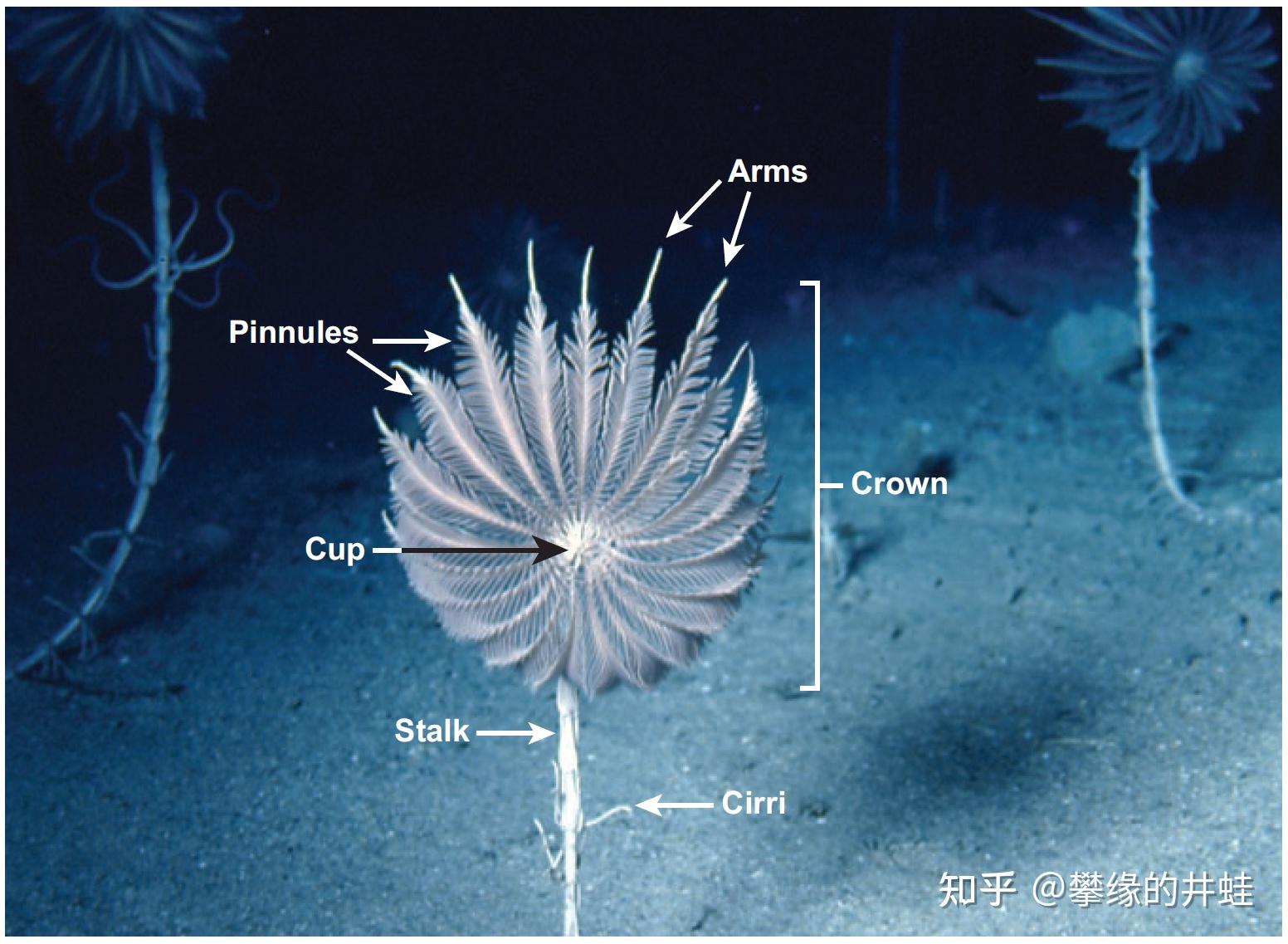 【地球演义】第二百七十四回 异界来客7：Alura Une - 知乎