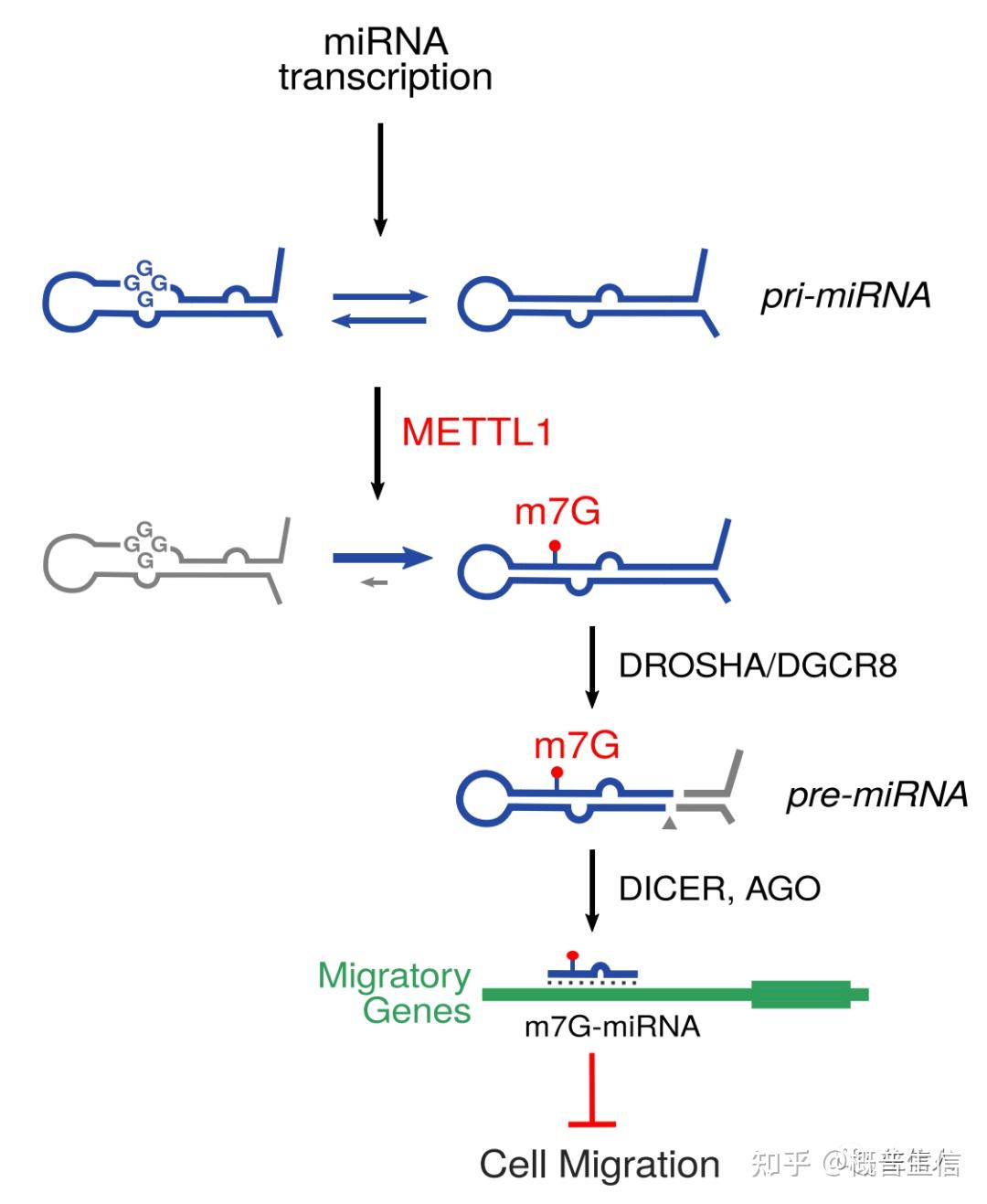 生信分析知道m6A还不够,m7G这个热点get了吗？ - 知乎