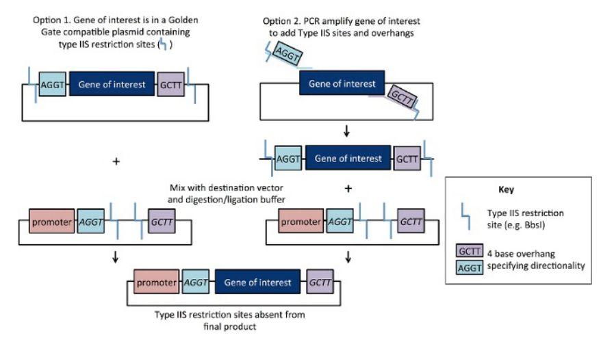分子克隆——Golden Gate cloning - 知乎