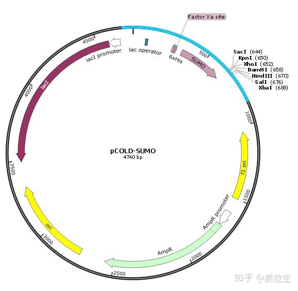 pCold 系列大肠杆菌冷休克蛋白表达载体温度诱导型CSPA启动子质粒 - 知乎