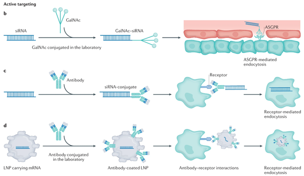 Nat. Rev. Genet. | Drug delivery systems for RNA therapeutics - 知乎