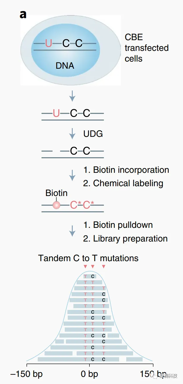 Detect-seq——CBE脱靶检测技术 - 知乎