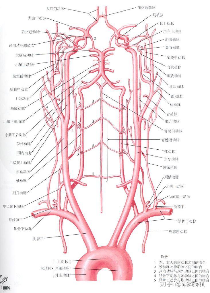 Willis环丨超细解剖+超全变异 - 知乎