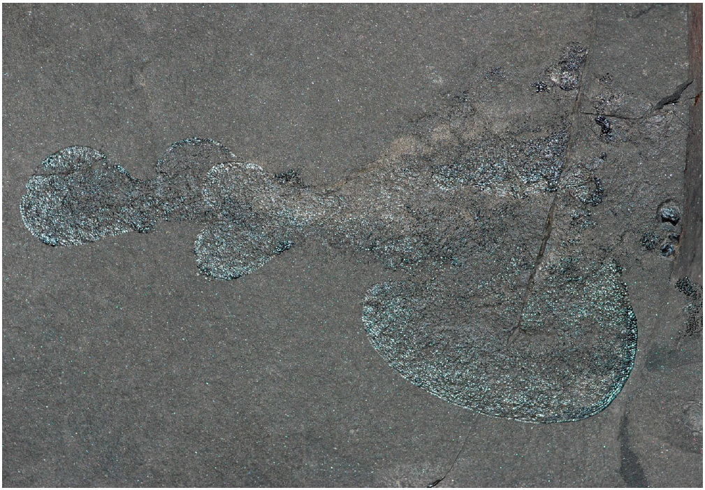 【地球演义】鲛腾记2：形 - 知乎