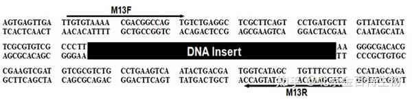 TOPO-Blunt Simple Lightning Cloning Kit - 知乎