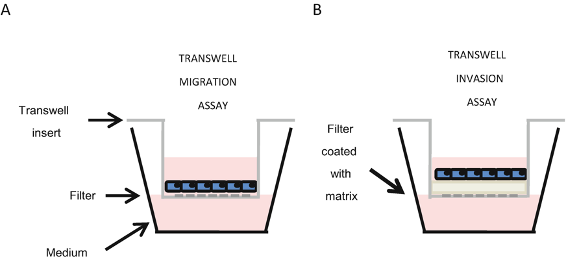 Destiny｜功能验证之Transwell实验 - 知乎