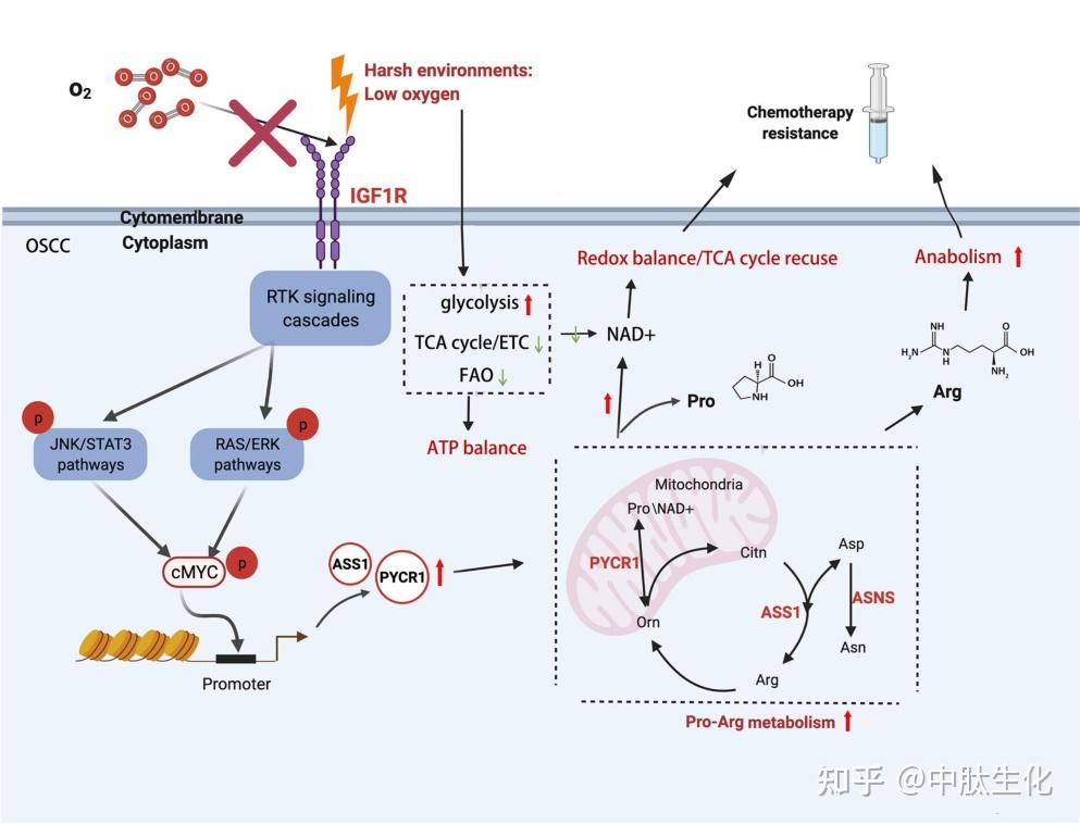 上海东方医院徐美东团队揭示了Linsitinib可能为顺铂耐药的口腔鳞癌患者提供有前景的联合治疗选择 - 知乎