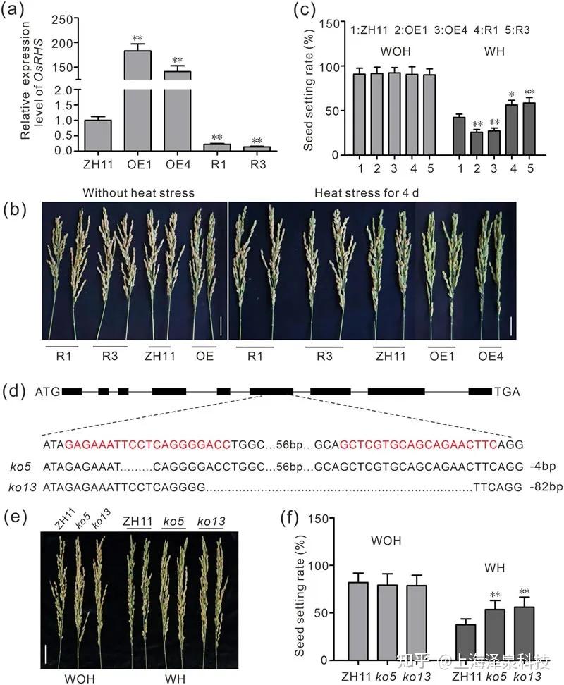 花粉活力分析仪助力揭示OsRHS与cHSP70‐4互作调控水稻开花期耐热的分子机制 - 知乎