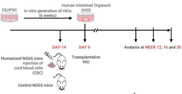 “二代” 类器官—免疫细胞浸润的体内类器官| MCE - 知乎