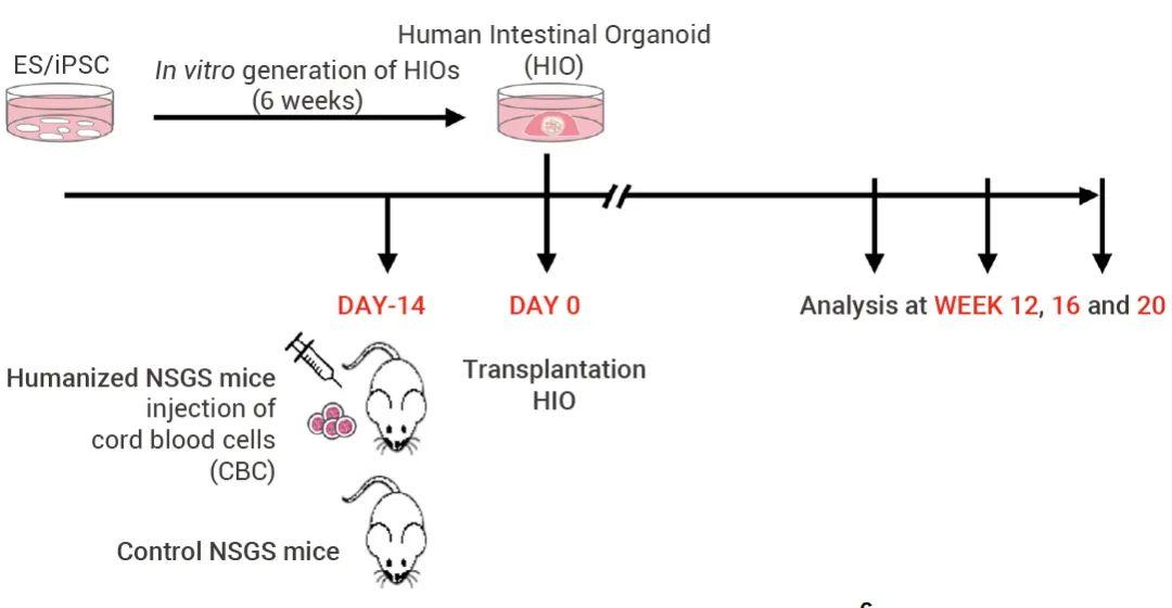 “二代” 类器官—免疫细胞浸润的体内类器官| MCE - 知乎