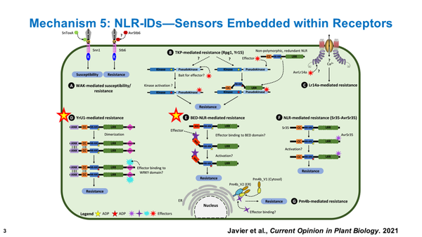 Essays Biochem | 植物中含有整合结构域ID的NLR（NLR-ID）作用模式综述 - 知乎
