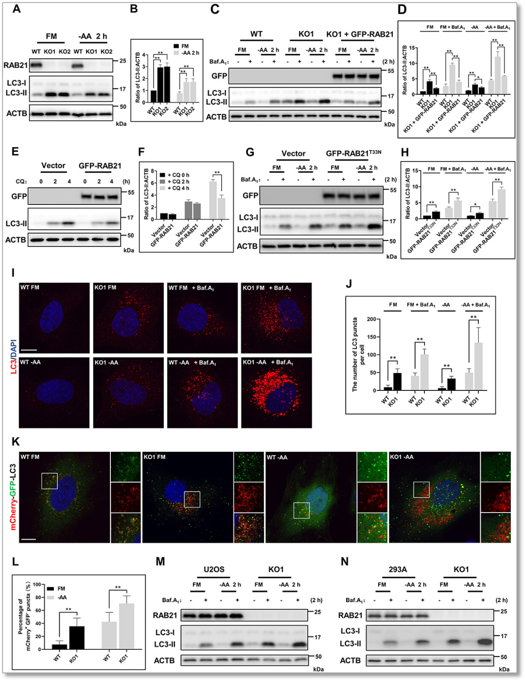 Autophagy︱华中科技大学张新军课题组揭示了RAB21在调控retromer介导的逆向回膜转运以及维持细胞能量稳态中的重要作用 - 知乎