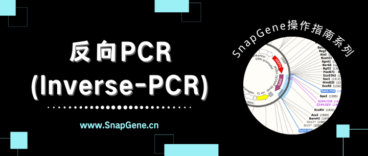 SnapGene操作指南 | 反向PCR - 知乎