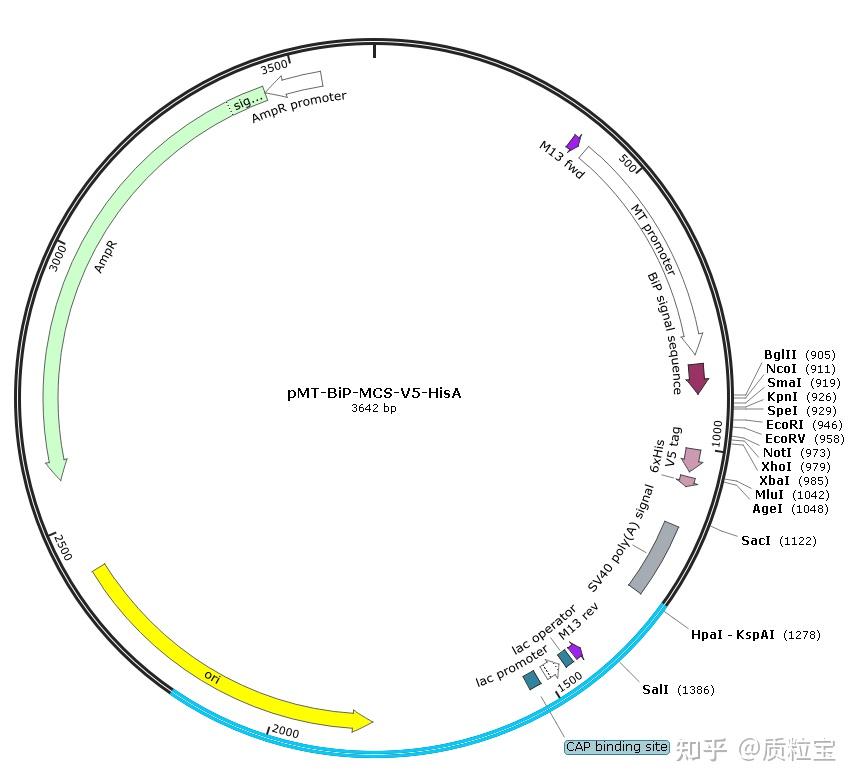 昆虫果蝇诱导分泌表达系统 - 知乎