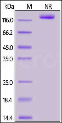从自免到肿瘤，BAFF的“生存之道” - 知乎