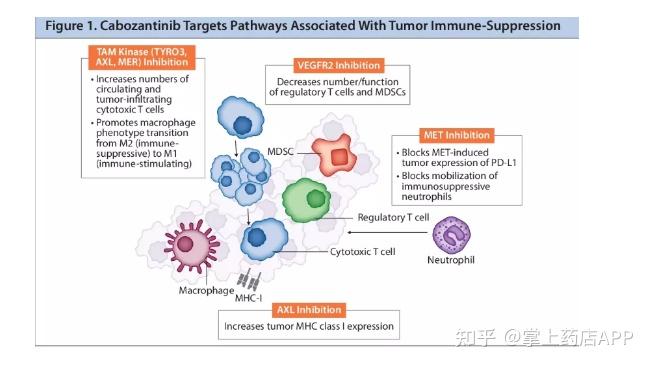 至少9个靶点抑制剂卡博替尼(Cabozantinib、XL184)：靶向药中的“万金油” - 知乎