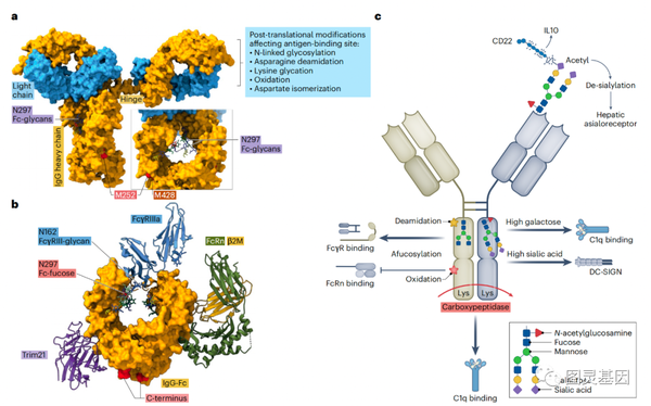 Nat Immu | 翻译后修饰和亚类对IgG活性的影响：从免疫到免疫治疗 - 知乎
