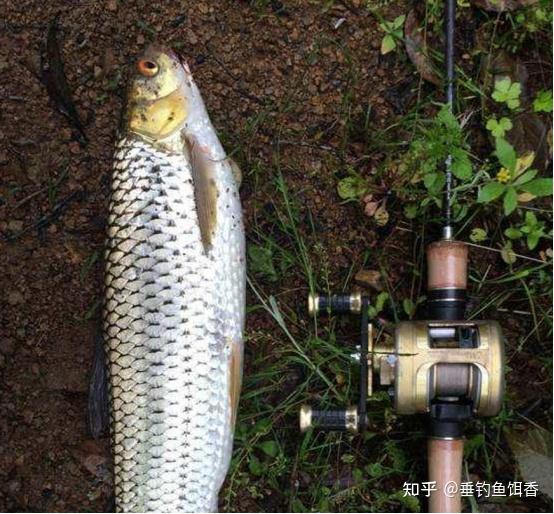 广东钓友珠江口钓获大量“红眼鱼”，钓获虽多却并不兴奋，为啥？ - 知乎