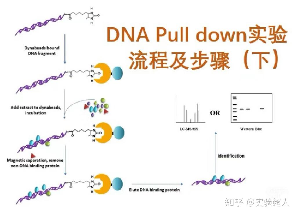 一文详解：DNA pull-down - 知乎
