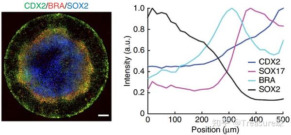 ImageJ实用技巧——径向荧光平均值检测(定量分析篇) - 知乎