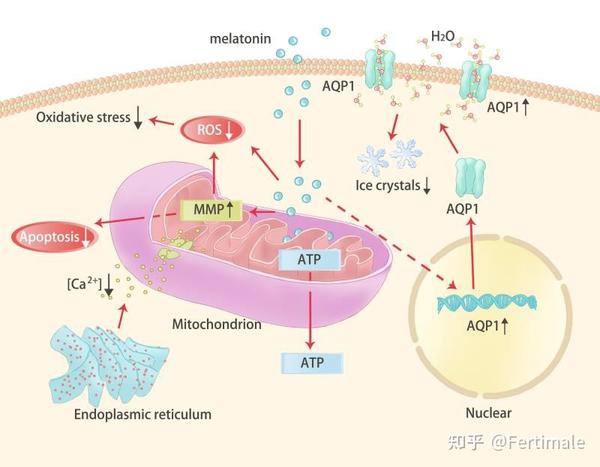 抗氧化保护附睾中的精子fertimale为什么能？ - 知乎