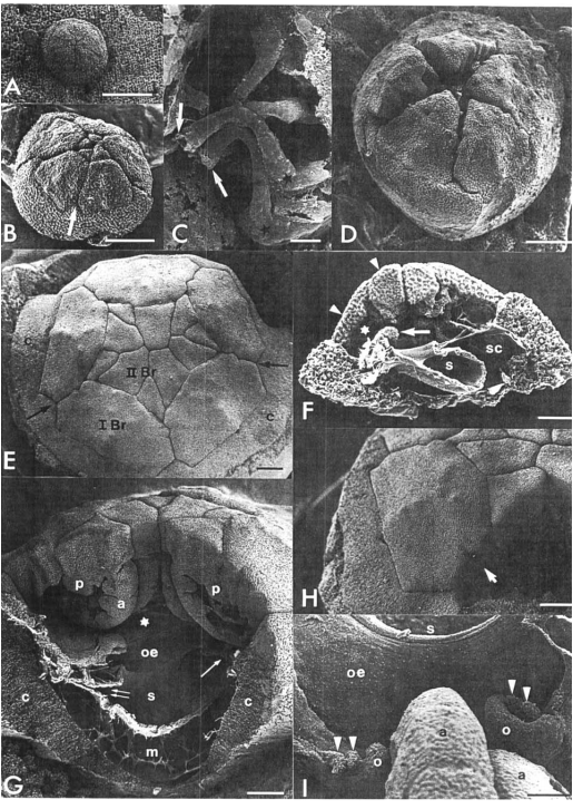 “下半身”失踪的无茎海百合也能“扎根”海底（下）（作者：克尔-纽曼黑洞） - 知乎
