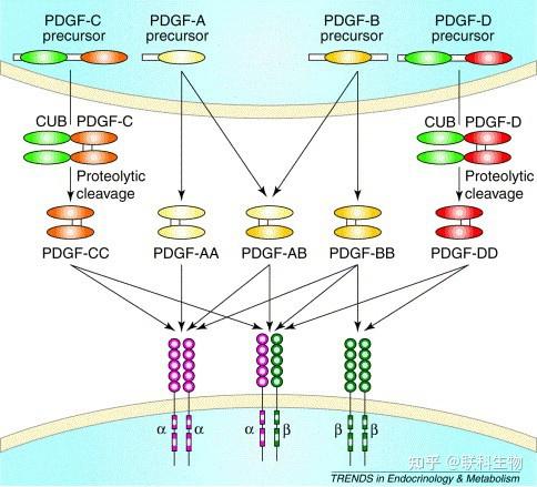 ELISA系列│血小板衍生生长因子PDGF家族 - 知乎