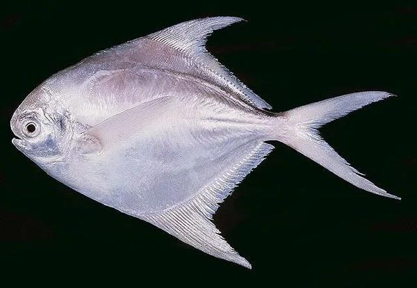 餐桌上的鲳鱼，到底是哪一种？（上）（作者：达达） - 知乎