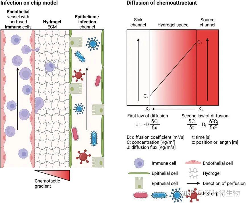 《Front. Bioeng. Biotechnol》强化免疫：利用OOC模型探索免疫系统理解的前沿 - 知乎