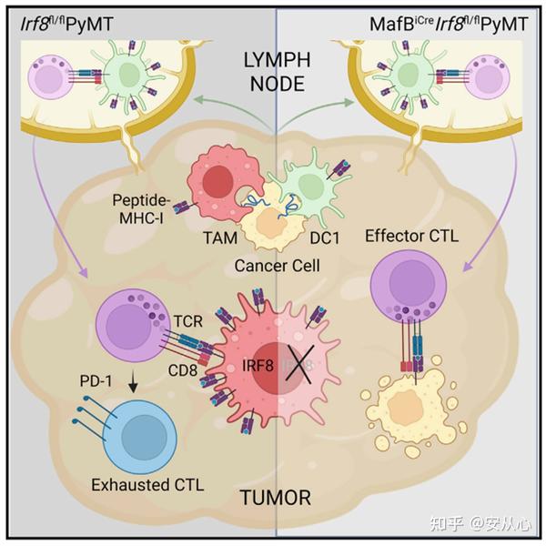 肿瘤相关巨噬细胞在肿瘤中通过表达转录因子IRF8促进T细胞耗竭 - 知乎