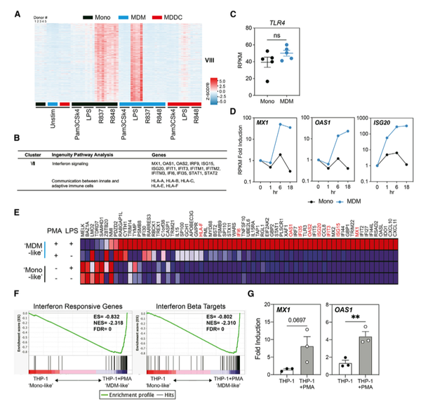 Cell Reports丨IRF1 通过调节染色质可及性来控制人类单核细胞和巨噬细胞中干扰素刺激的差异基因反应 - 知乎