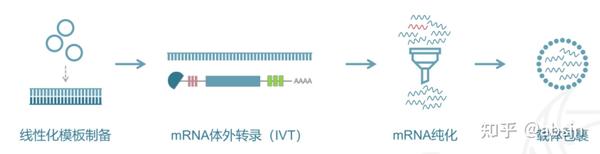 mRNA合成全流程产品解决方案 - 知乎