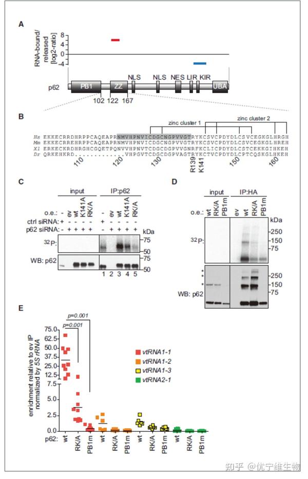 Cell创新发现：自噬竟与非编码RNA也相关！ - 知乎