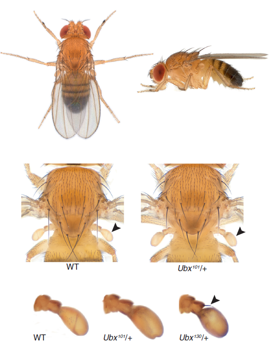 B1/Cyo:TM2/ TM6B是什么意思？ - 知乎