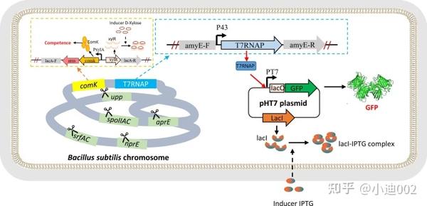 生物反应器应用 | 枯草芽孢杆菌T7异源蛋白高效表达系统 - 知乎