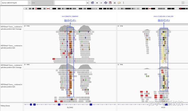 IGV快速上手指南（四）——查看基因融合 - 知乎