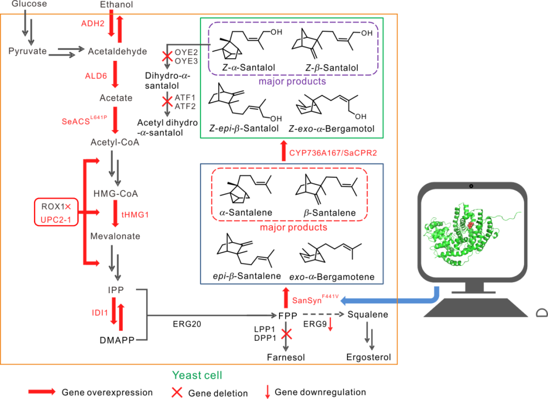Nat Commun︱訾佳辰/巫瑞波合作建立高产优质檀香挥发油的细胞工厂 - 知乎