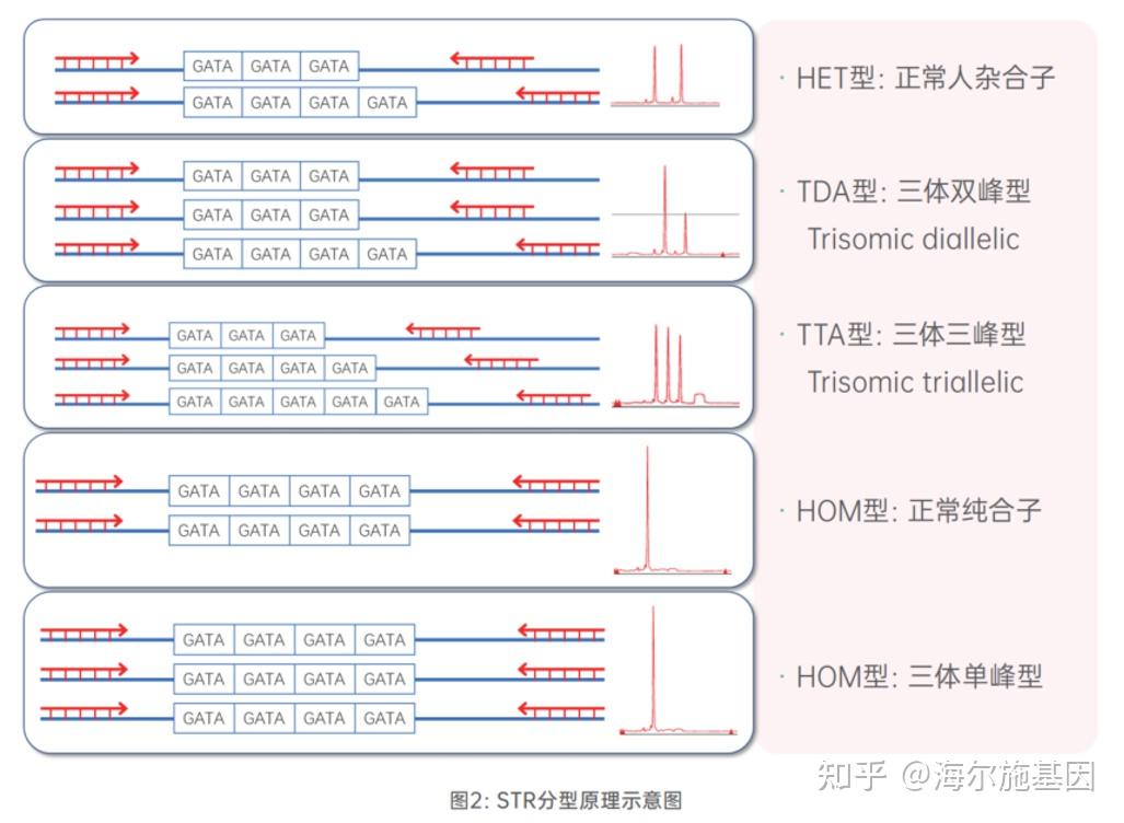 玩转Sanger测序仪丨专题四：21/ 13/18/性染色体倍型检测 - 知乎