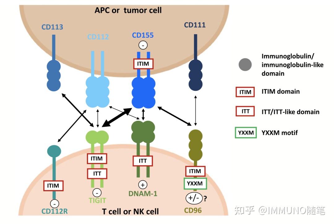TIGIT，肿瘤免疫治疗热门靶点 - 知乎