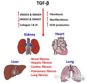 《爱求索》之细胞模型建立篇——TGF-β与细胞纤维化研究进展 - 知乎